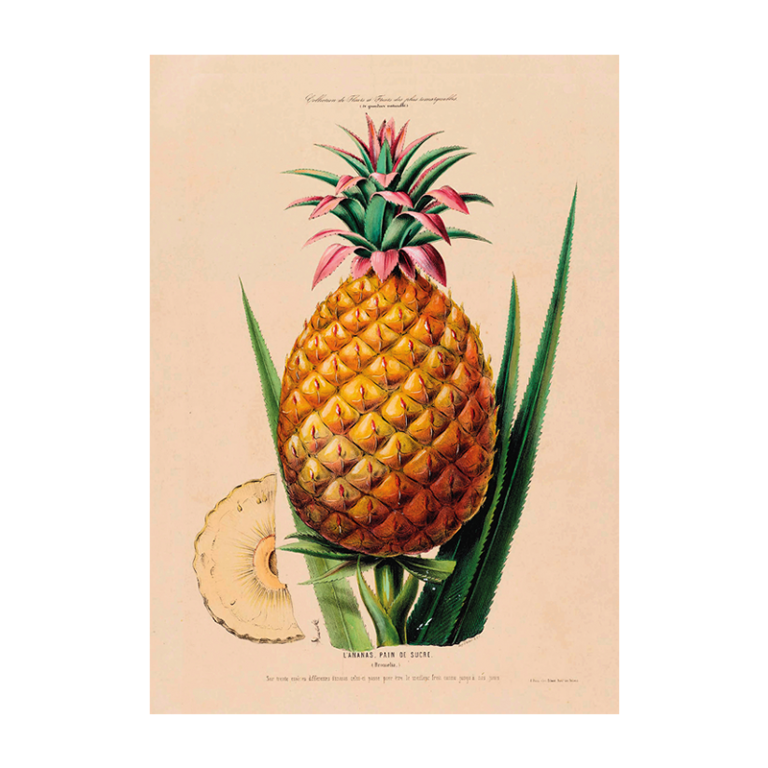 Vintage Ananas print May and Fay